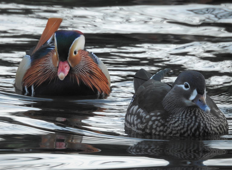 Sheffield wildlife column: Mandarin ducks in the news