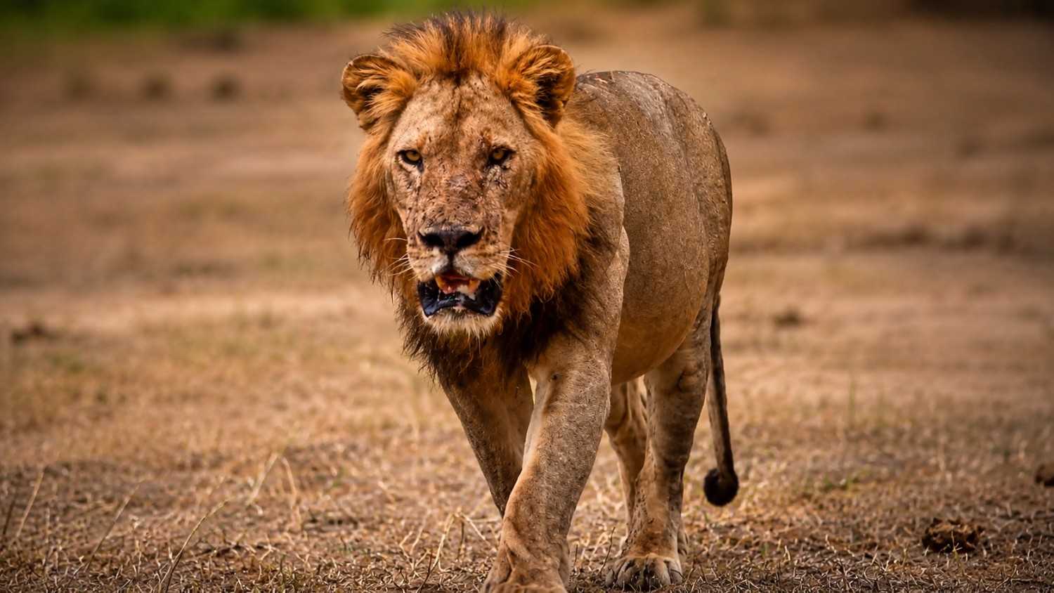 The brutal truth about male lion survival