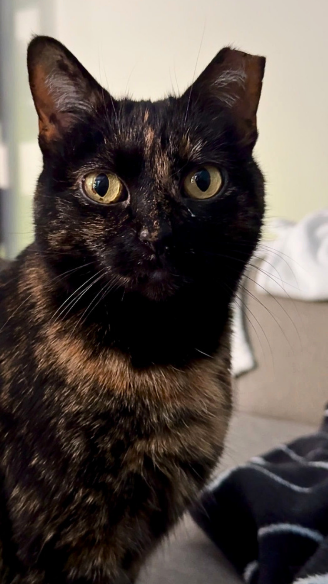 Truffles Staring Strategy For Getting Snacks
