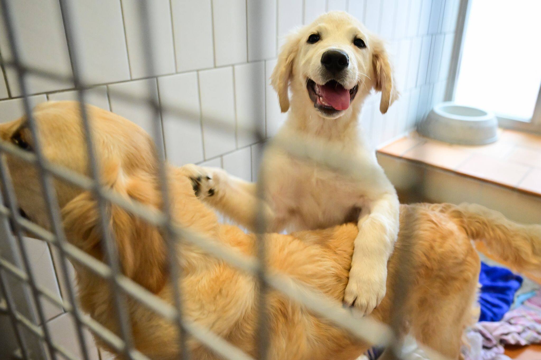 Zum Thema Tierschutz will Geld vom Staat erstreiten – Tierheime am Limit