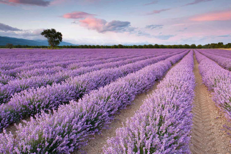 C’è un campo di lavanda vicino ad Assisi che sembra di essere in Provenza