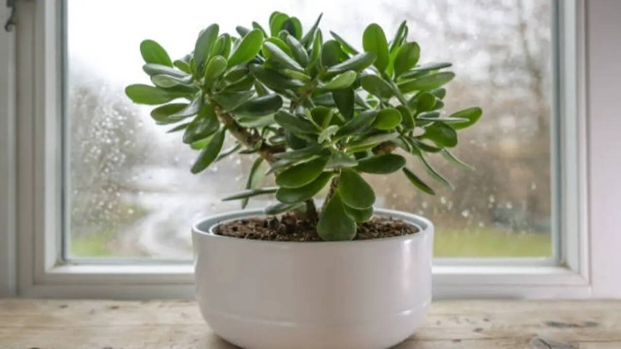 6 amazing plants that can grow from a single leaf