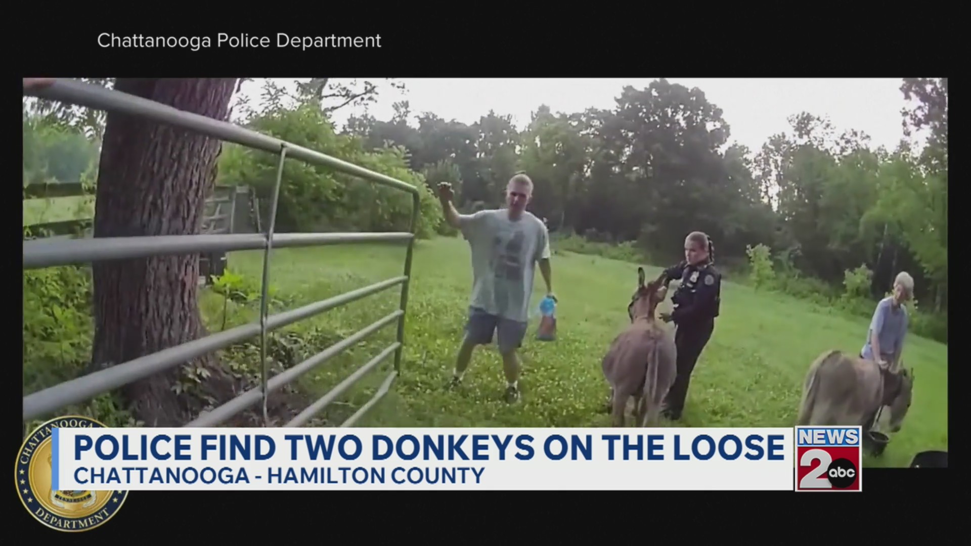 Watch: Police find two donkeys on the loose