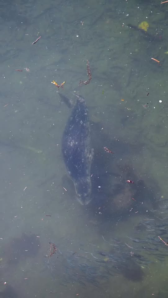 Seal dancing under the docks while chasing fish