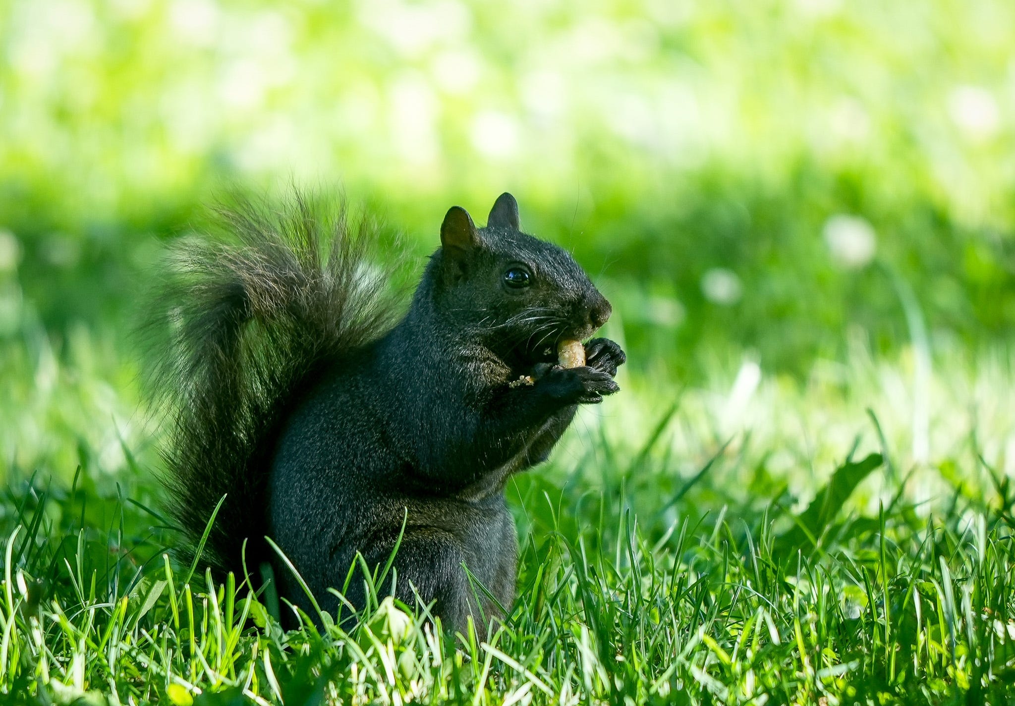 Name one of Kent's black squirrels and benefit Kent State
