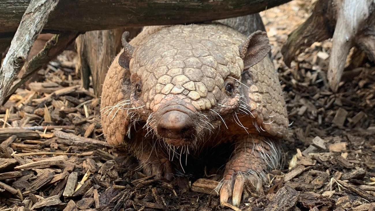 Tributes after zoo's 19-year-old armadillo dies