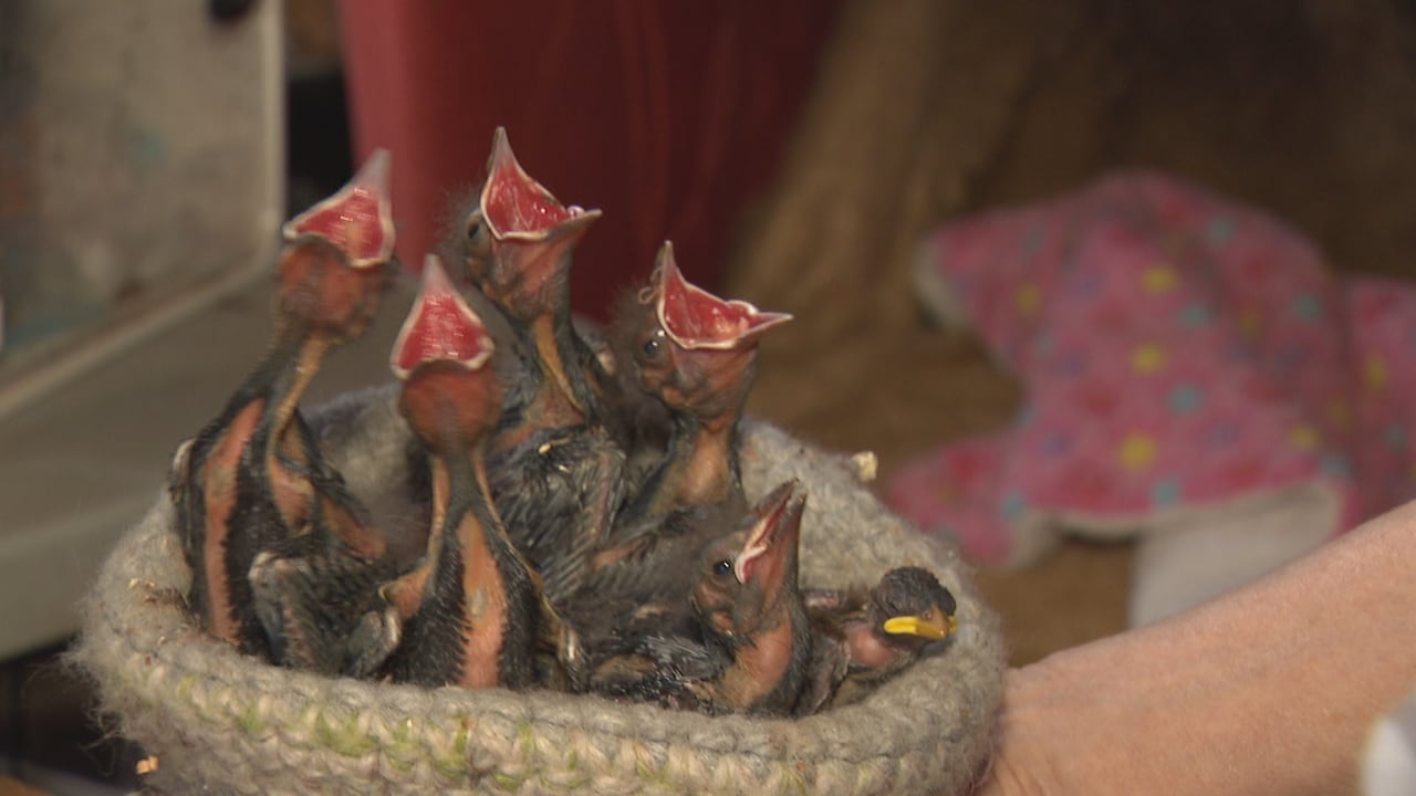 Removing starling nests can be deadly for baby birds, PEI wildlife ...