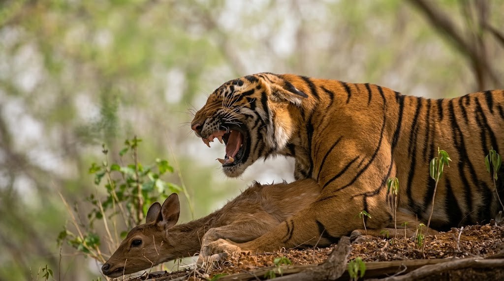 Watch what happens when the jungle's final boss arrives