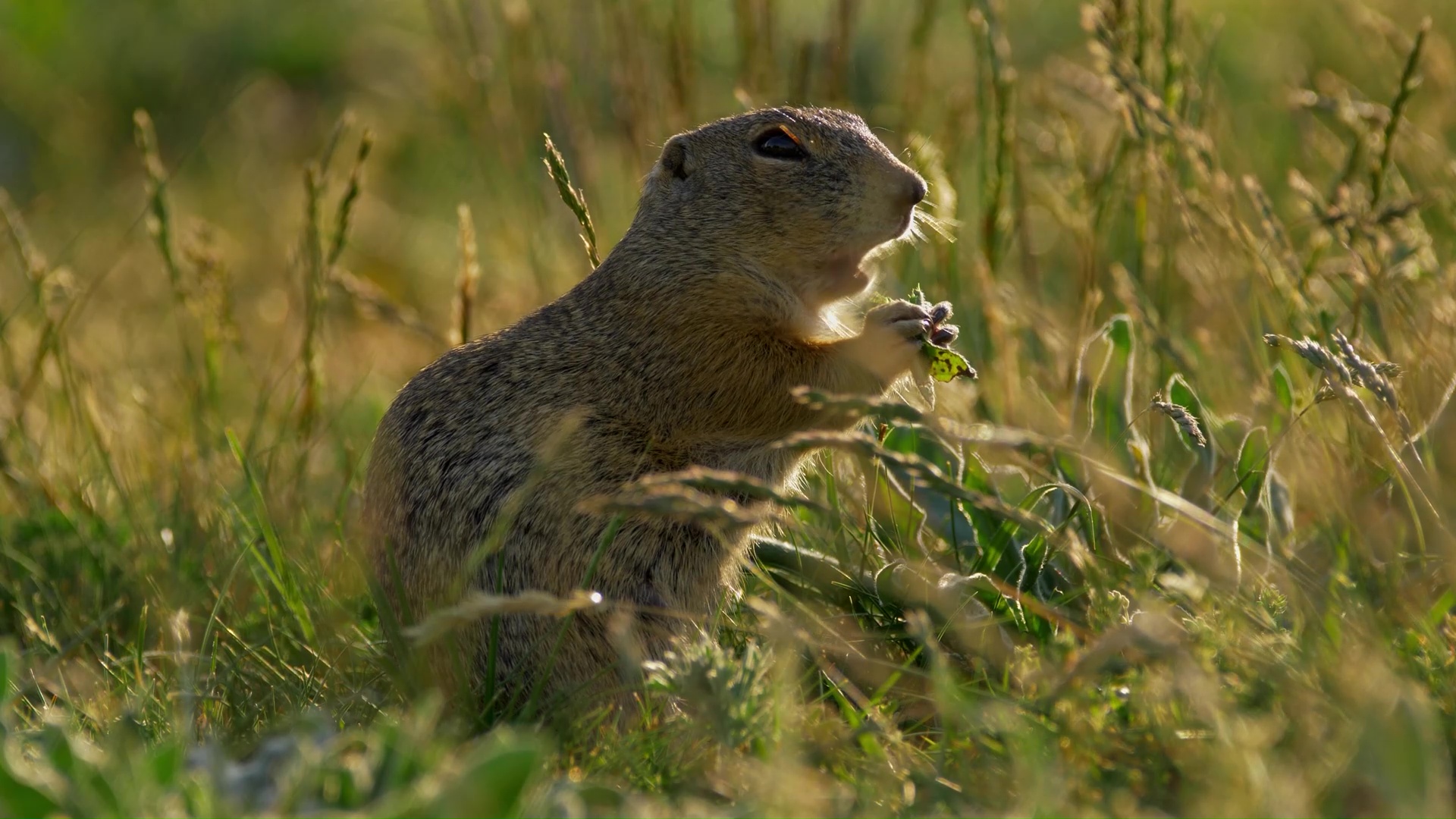 Tiny ground squirrel staying alert while eating