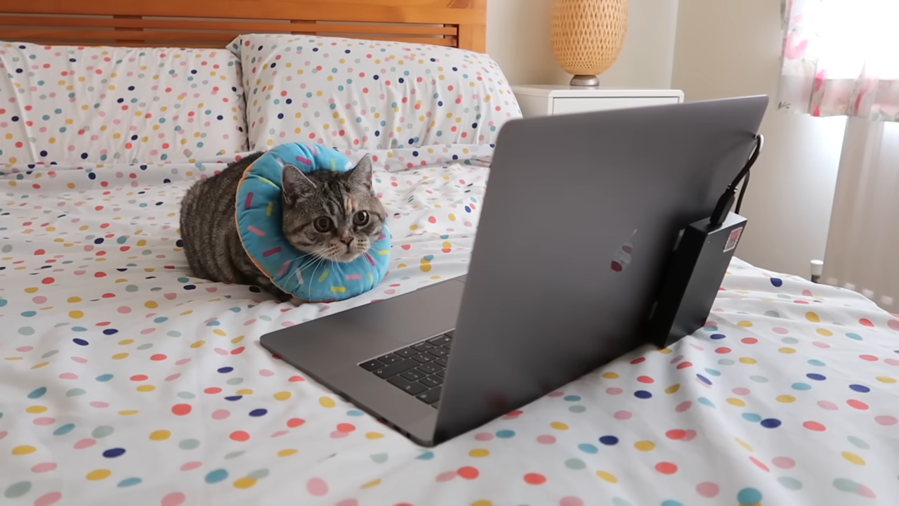 His cat became a life-size LEGO build – the pet tribute reveal
