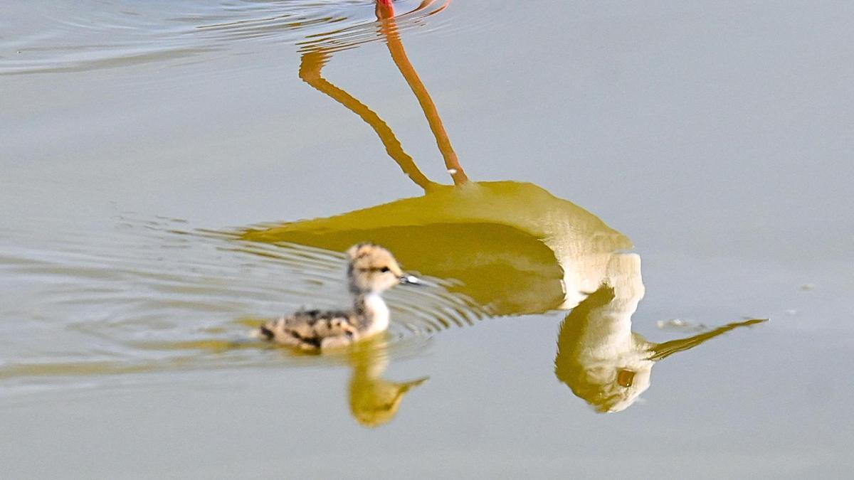 La sombra protectora del Delta del Ebro