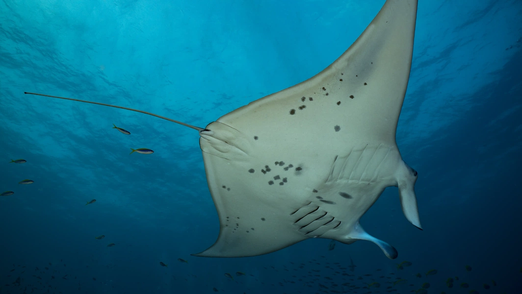 Why manta rays need our protection now