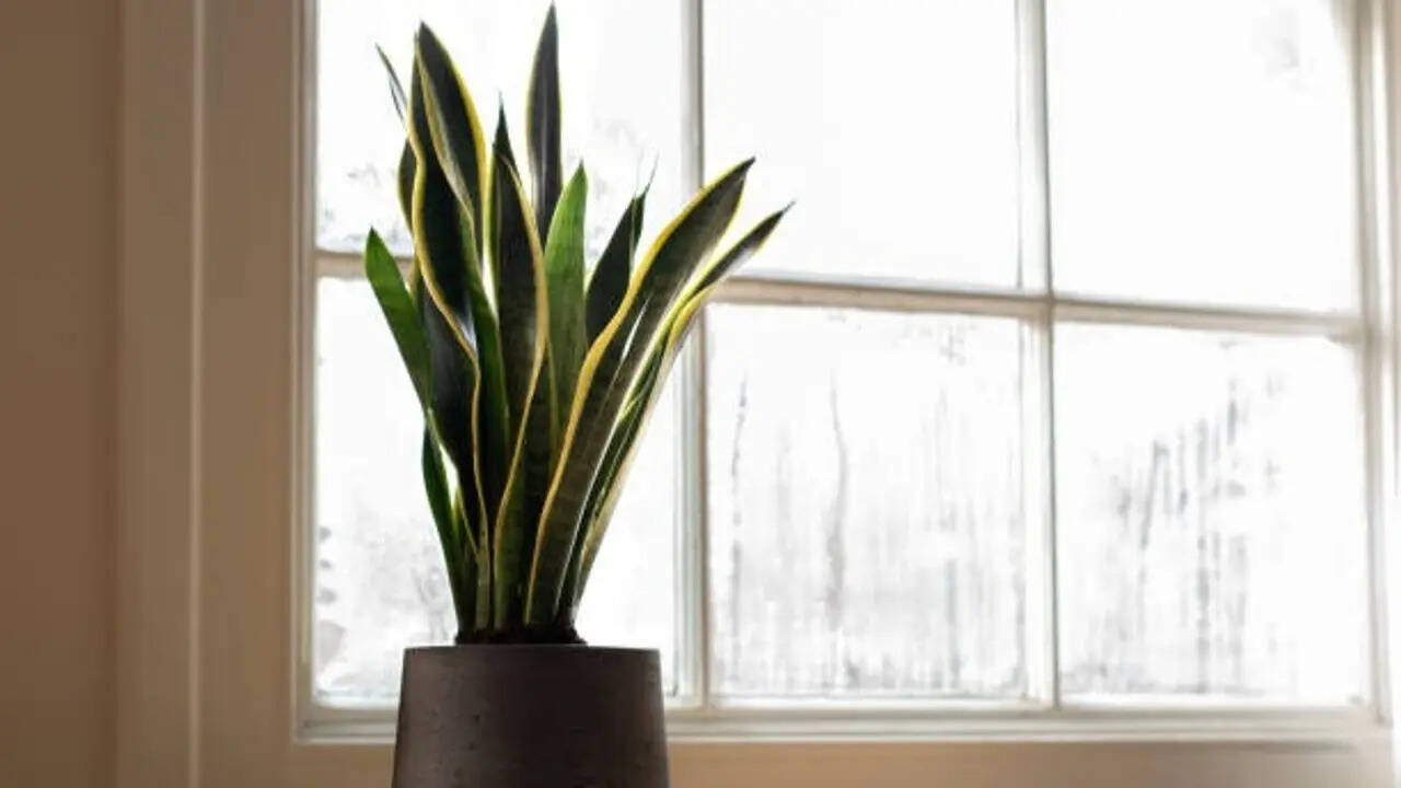 6 amazing plants that can grow from a single leaf