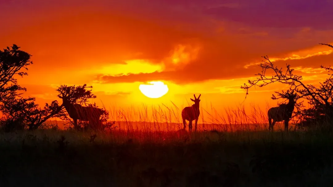 How fog, rain, and heat influence predator behavior