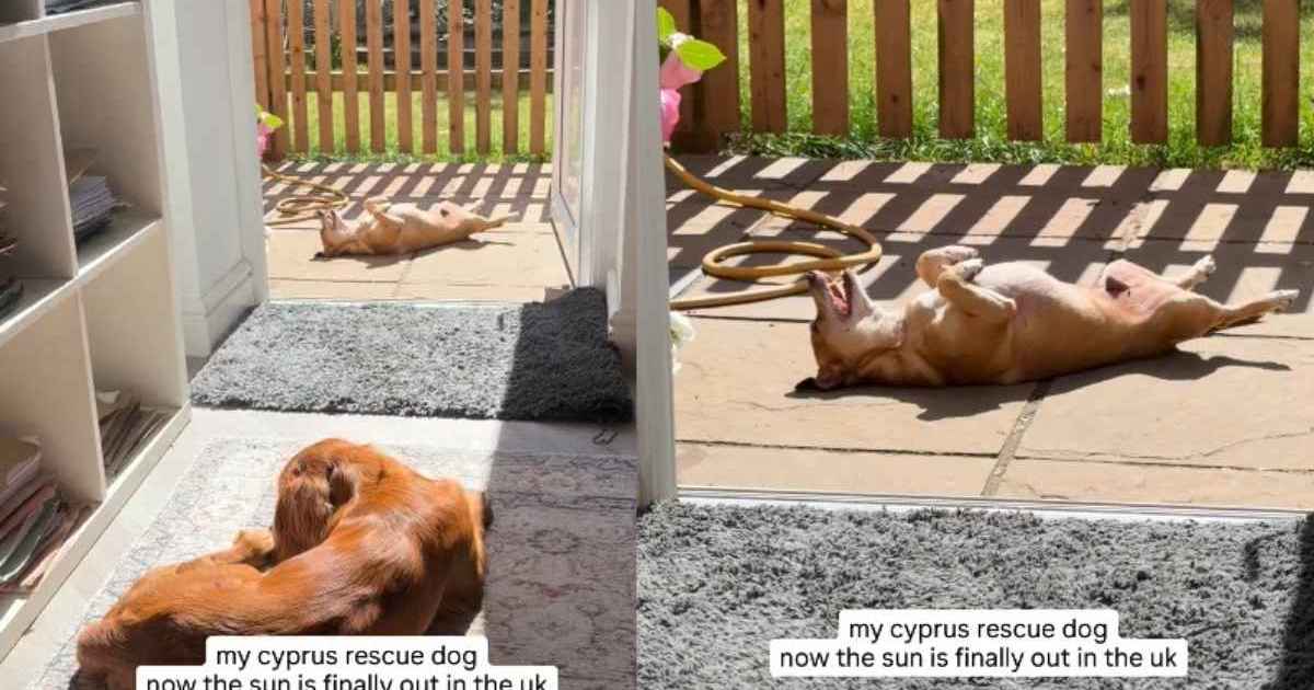 Senior rescue dog takes sunbathing to a whole new level