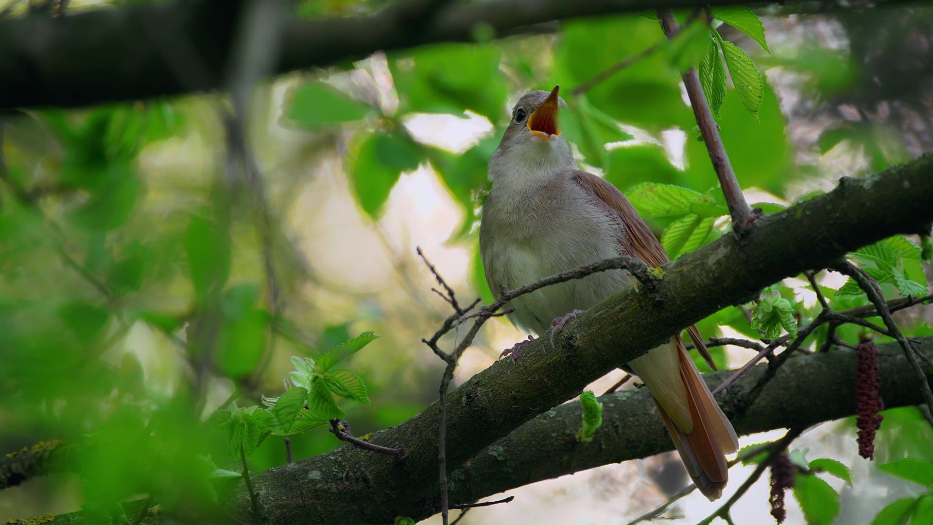 How the nightingale creates such beautiful melodies