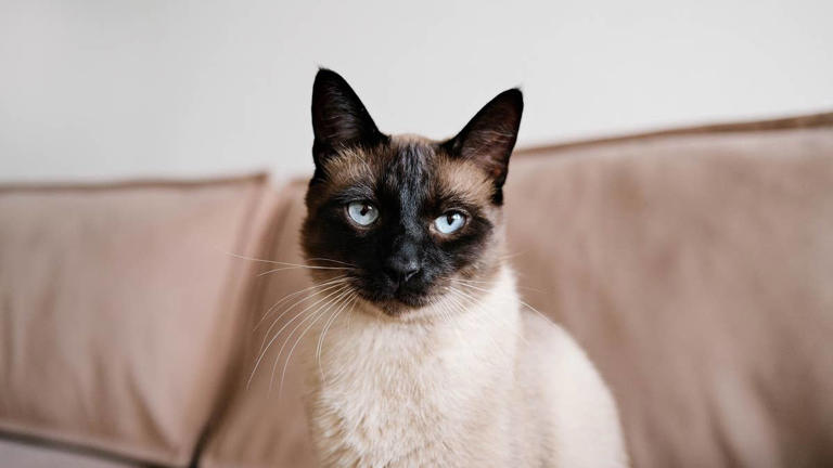 7 devoted cat breeds that are true companions