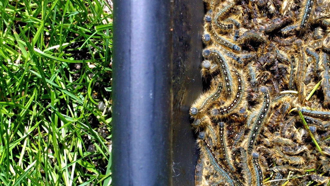 Cyclical caterpillar outbreak defoliates trees across Alberta