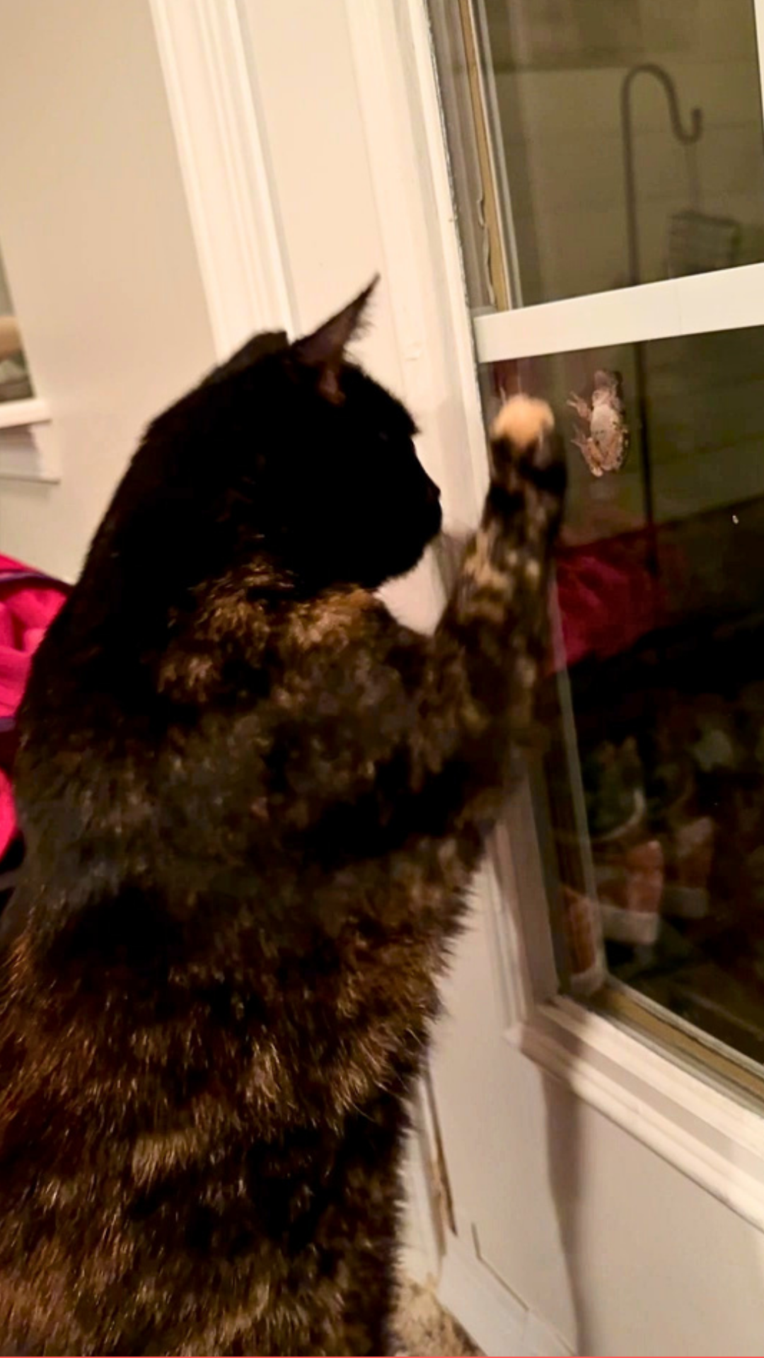 Truffles trying to catch frog