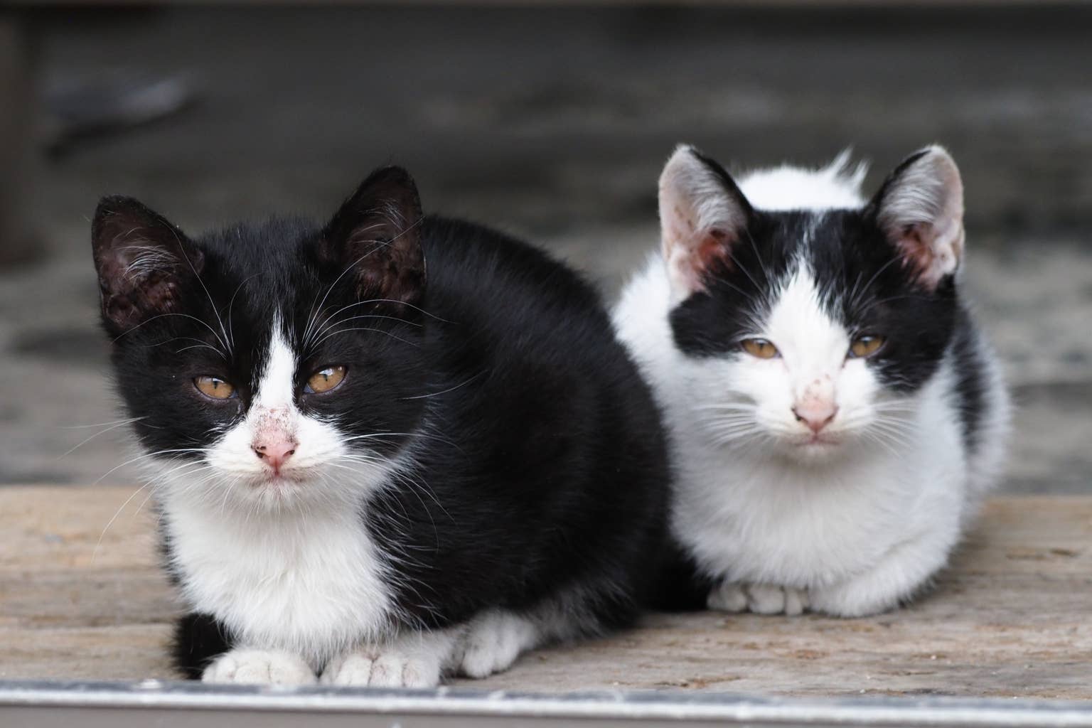 Cats can't stop frolicking around the backyard after new fence is installed