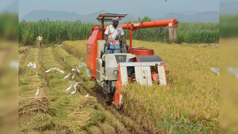 Govt steps up El Nino preparedness; forms crop watch groups, fertiliser ...