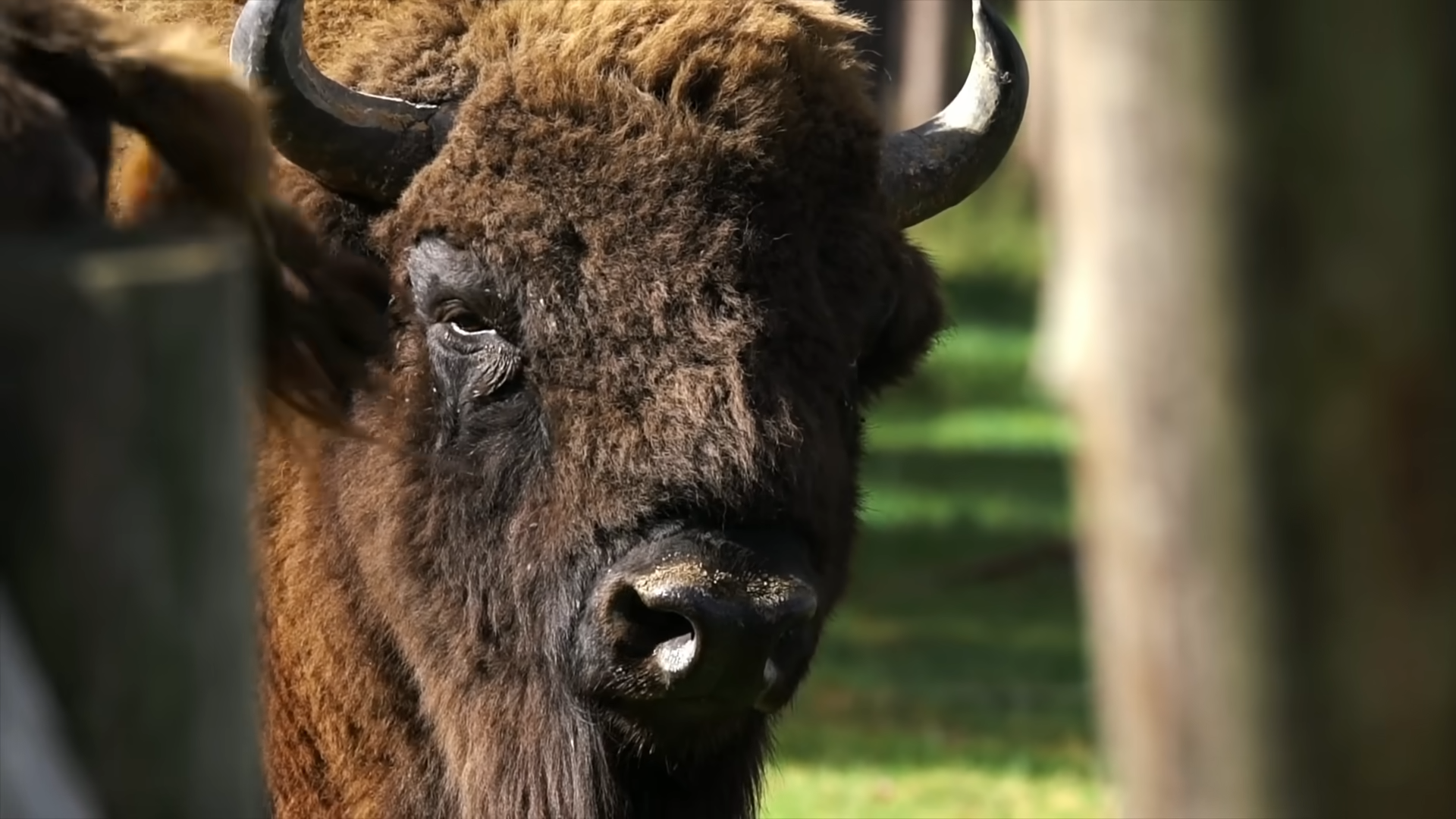 Watch bison return from the brink - then the forest gets rewritten