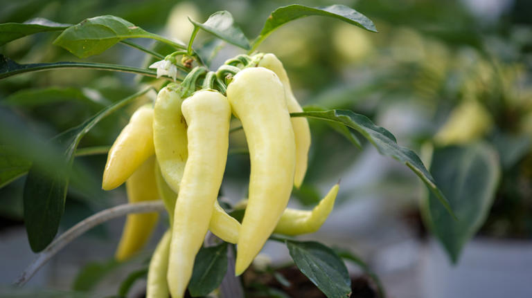 Grow spicier peppers than ever with this clever watering trick