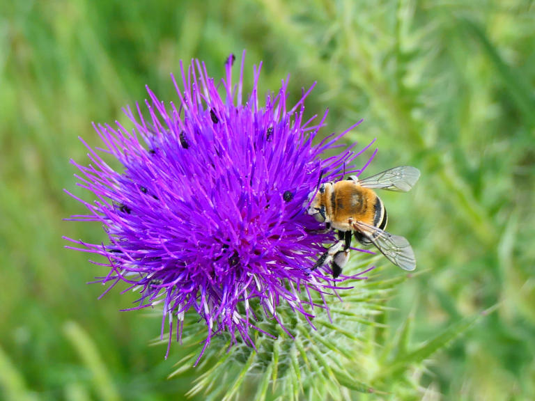 La estratégica abeja excavadora