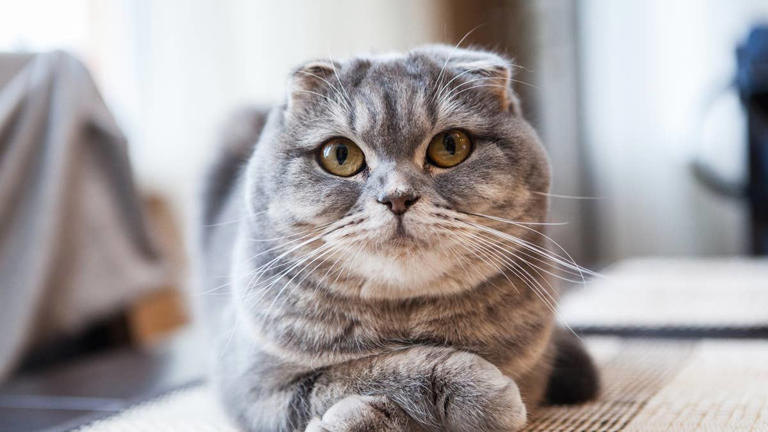 7 devoted cat breeds that are true companions