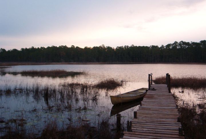 15 alligator hotspots you should know about in Florida