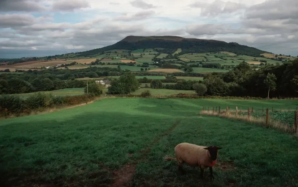 Welsh town to hire shepherd after sheep cause chaos