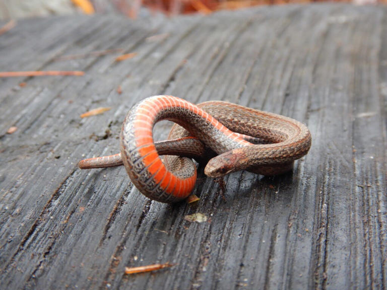 Headed to the beach? 6 places snakes might make you jump