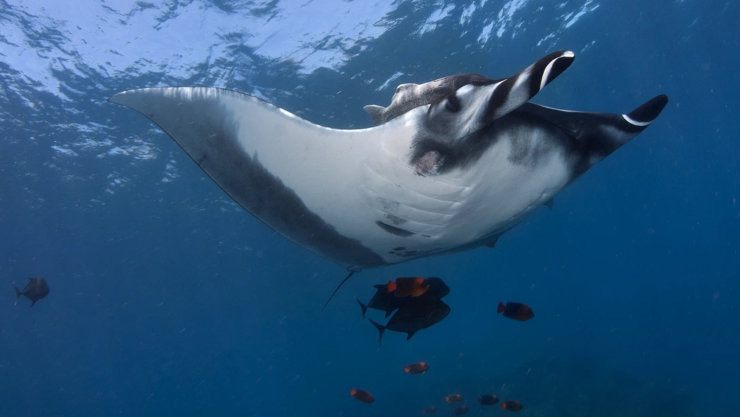 Why manta rays need our protection now