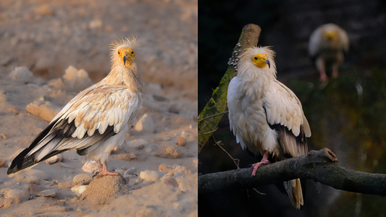 Egyptian vultures are closer to local extinction in Rayalaseema ...