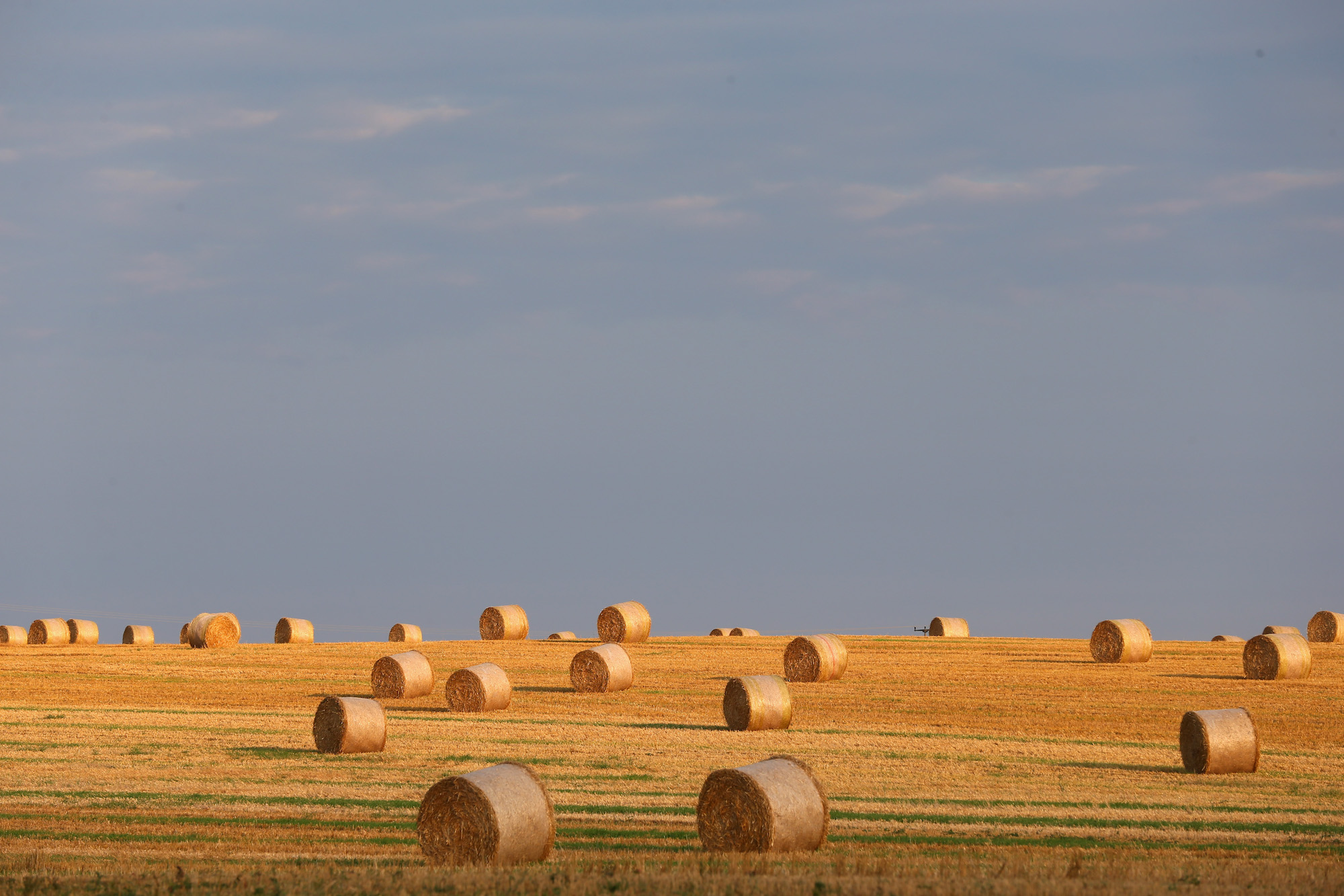 Canopy report shows potential of wheat straw for fashion fibers