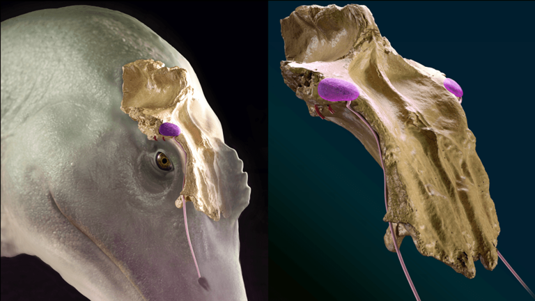 Why weren't there any marine dinosaurs? A newly discovered feature of ...