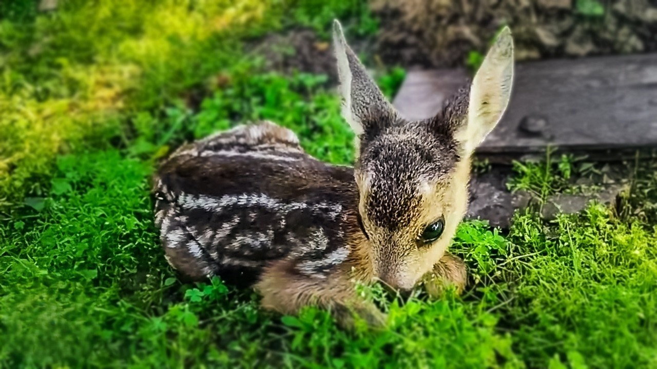 Tiny baby deer ran into her arms for help - and he never wanted to leave