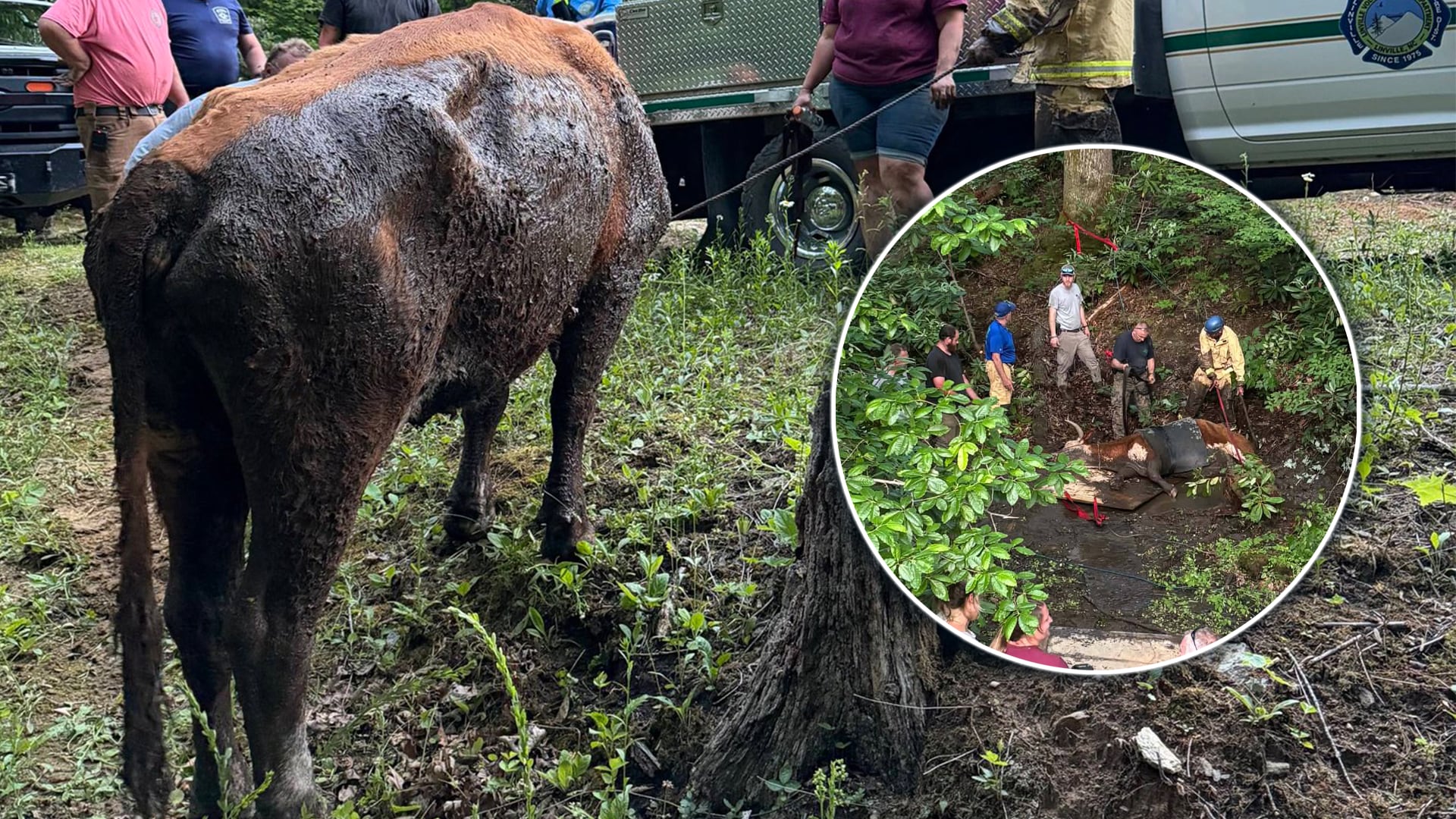 Photos: Cow rescued from mud after escaping pasture in Avery County