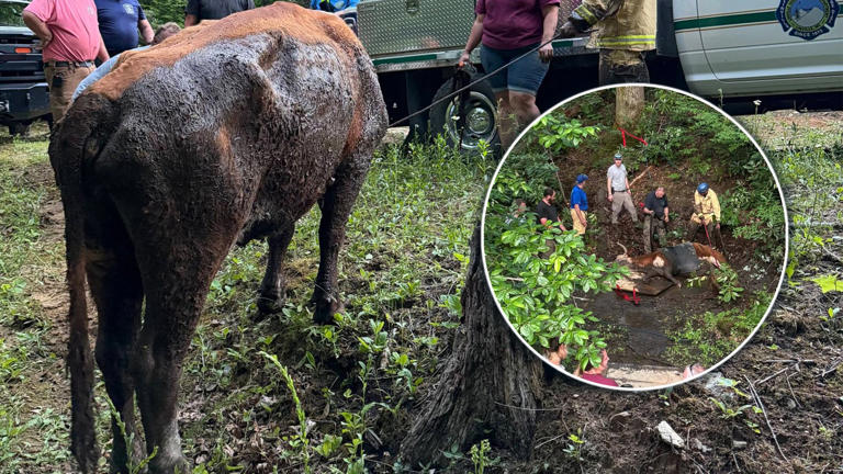 Photos: Cow rescued from mud after escaping pasture in Avery County