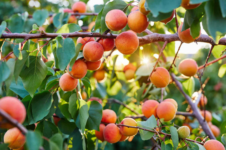 Cosa mettere nel carrello a giugno: la frutta e la verdura che non ...