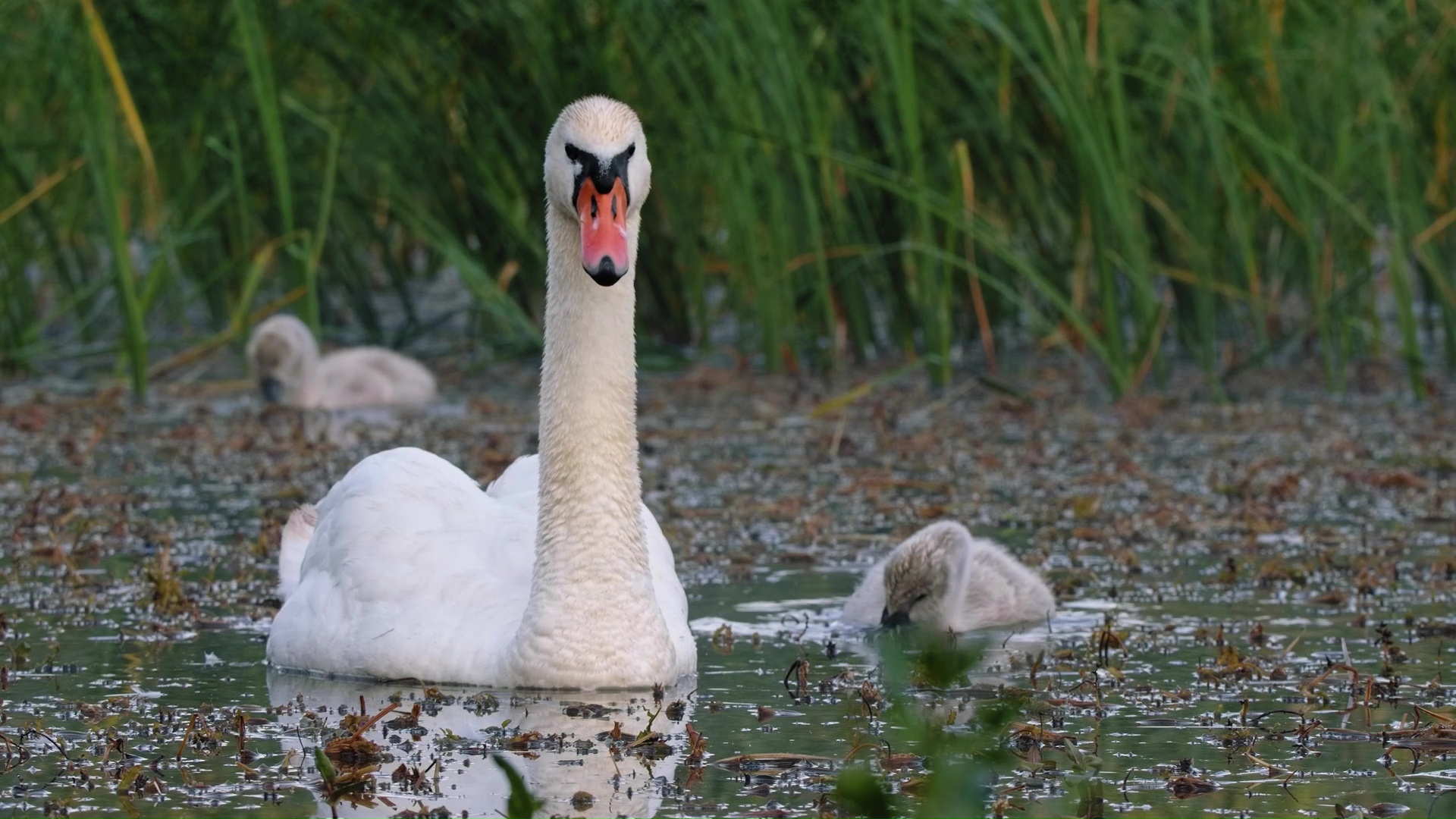 Protective swan parent watching over its cygnets