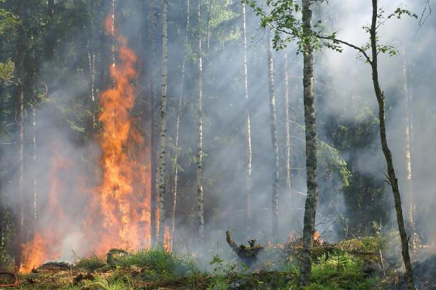 Firefighters called to scene after trees set on fire in Bradford park