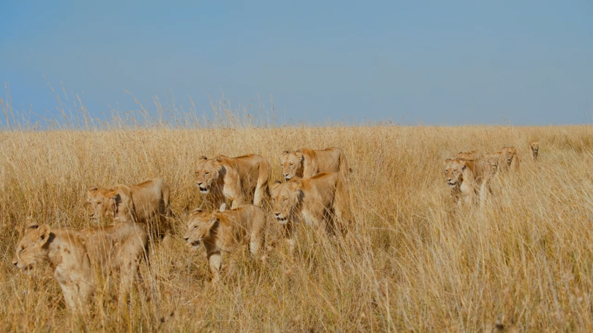 10 bloodthirsty animals that specifically hunt humans to survive