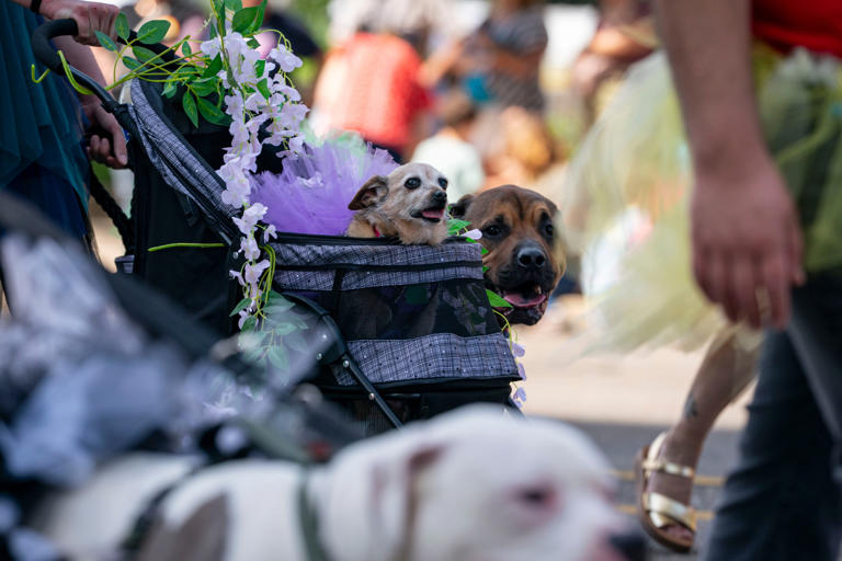 Kalamazoo’s most whimsical parade to bring Disney magic downtown after ...