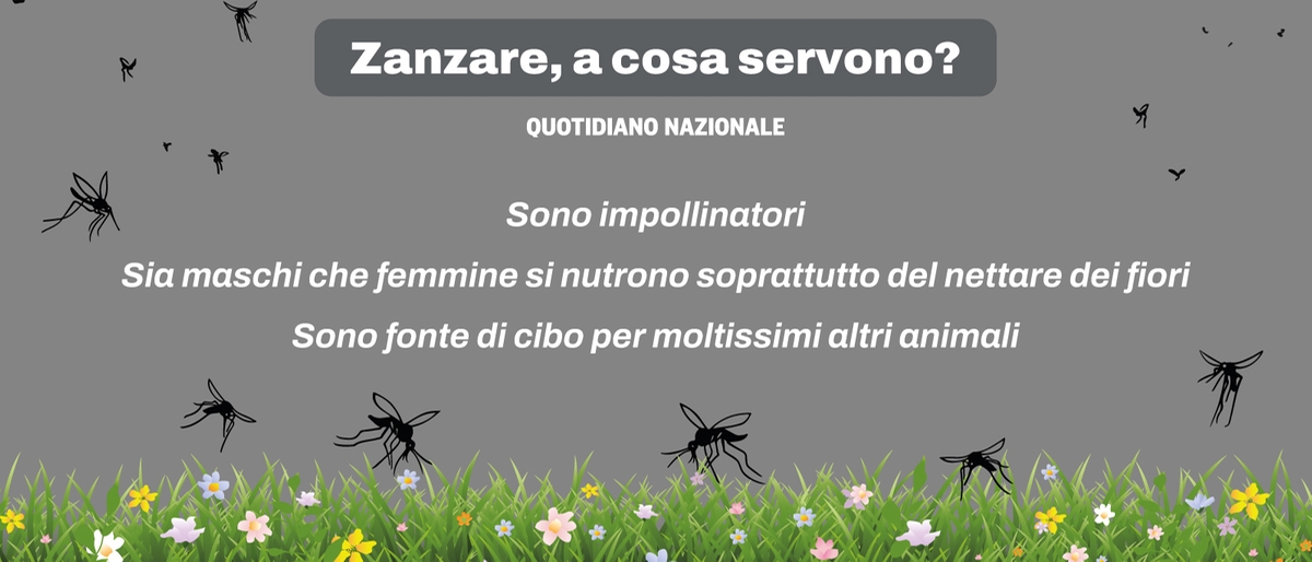 Zanzare, che estate ci aspetta. Dengue e chikungunya, perché c’entra ...