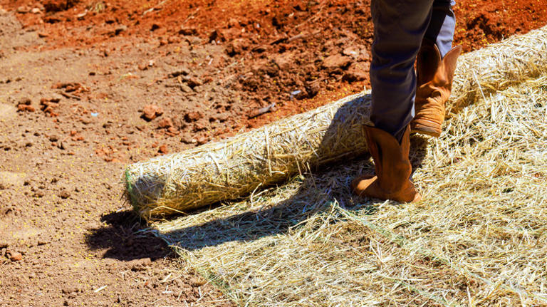 What happens if you plant grass seed before a downpour?