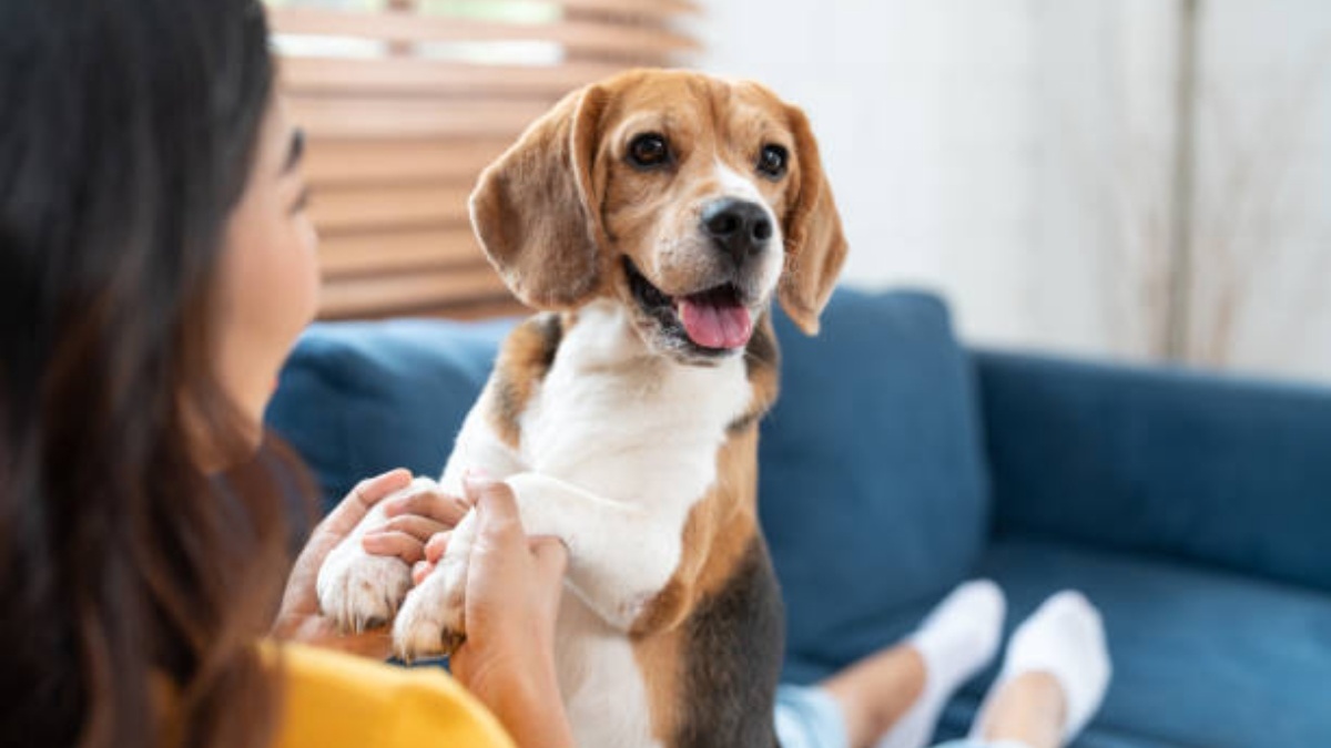 10 signs your dog feels completely safe with you, according to canine ...