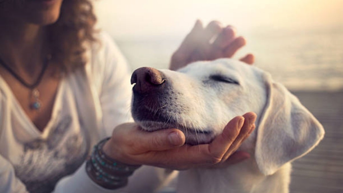 9 things your dog only does with people they trust completely ...