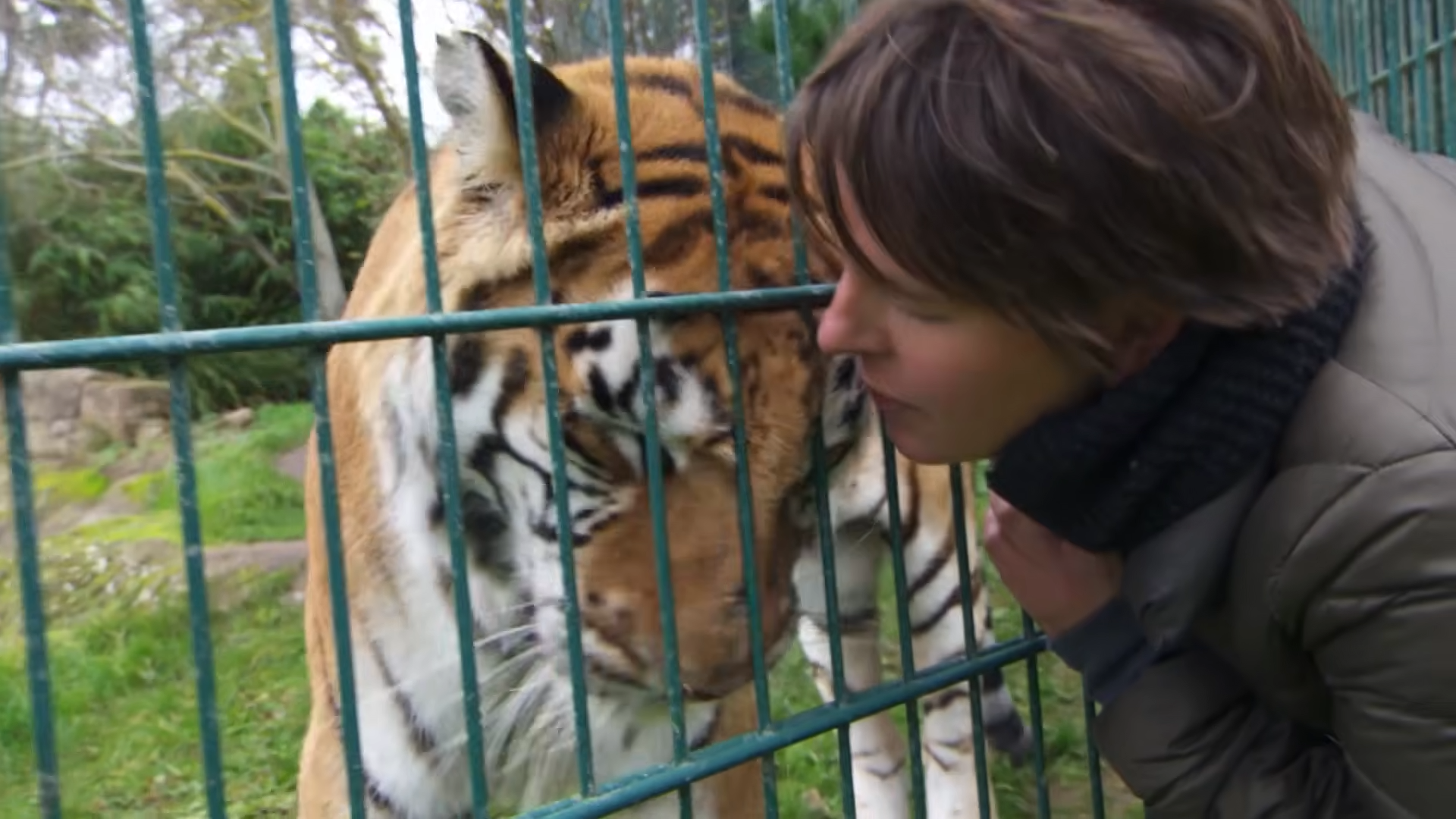 This magnificent tiger was suffering in silence