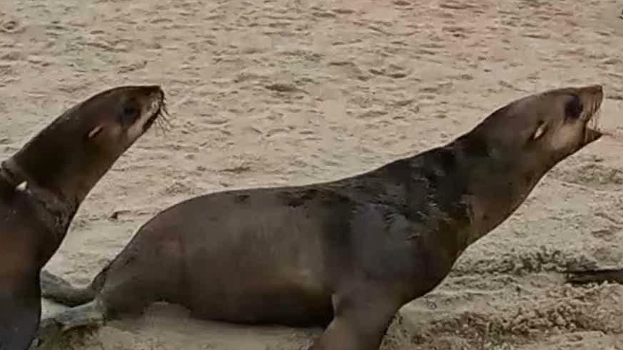 Watch the internet cry over a seal trying to save his best friend